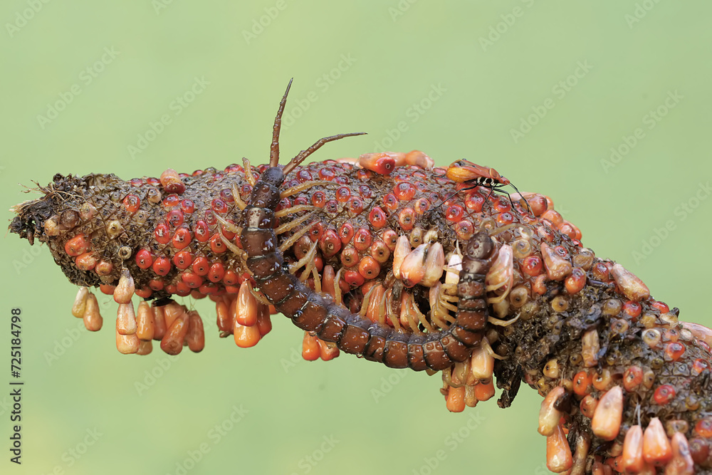 A centipede is ready to prey on a milkweed assassin bug on an anthurium ...