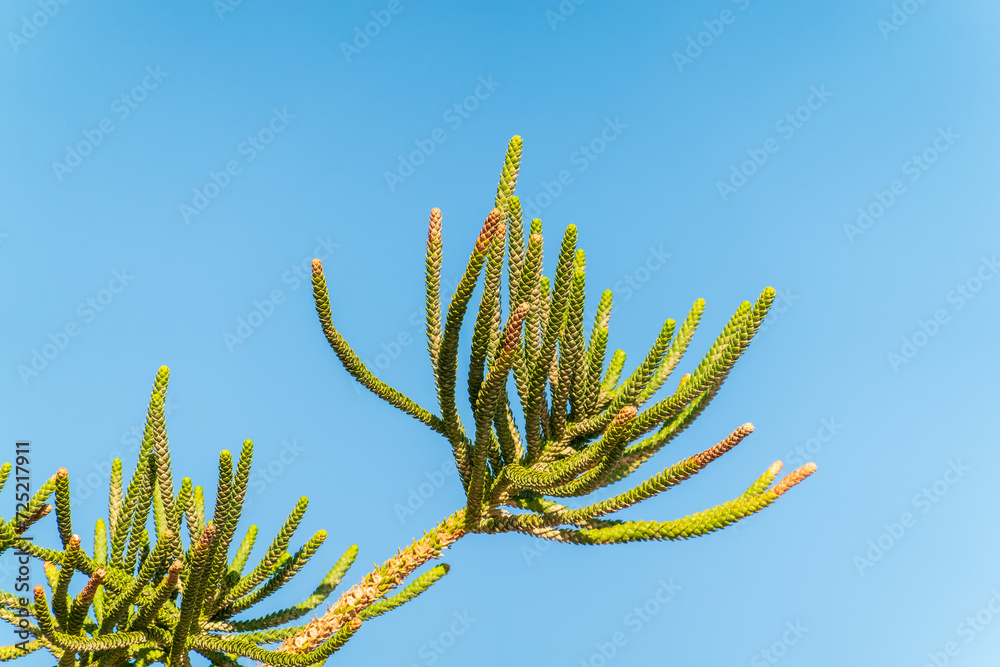 Needles of evergreen tree Araucaria araucana,commonly called the Monkey ...
