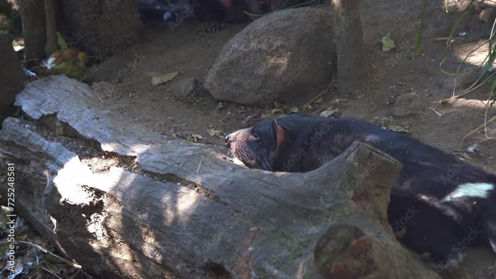 Tasmanian devil (sarcophilus harrisii) spotted slowly getting into ...