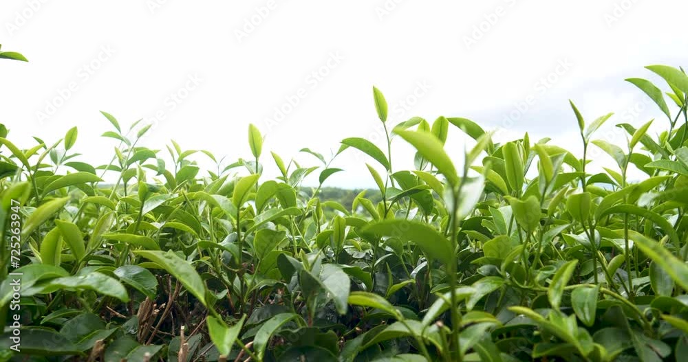 Green tea tree leaves field young tender bud herbal Green tea tree in ...