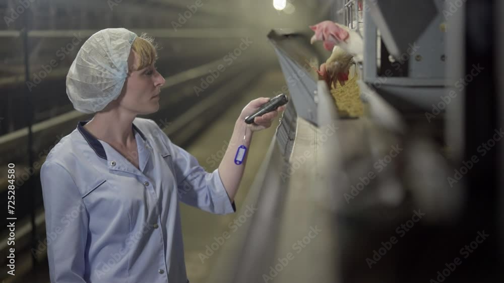 Poultry Plant Chickens Eat Bird Food While Worker Scans Barcodes On ...