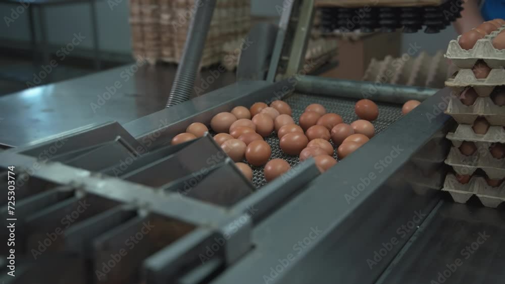 Automated Machine Drops Freshly Produced Poultry Eggs Onto Conveyor ...
