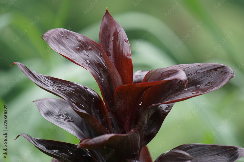 Cordyline fruticosa commonly called ti plant, palm lily, cabbage palm ...