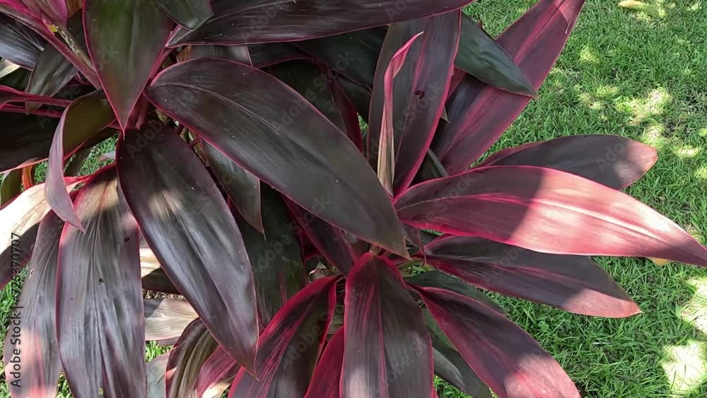 Cordyline fruticosa commonly called ti plant, palm lily, cabbage palm ...