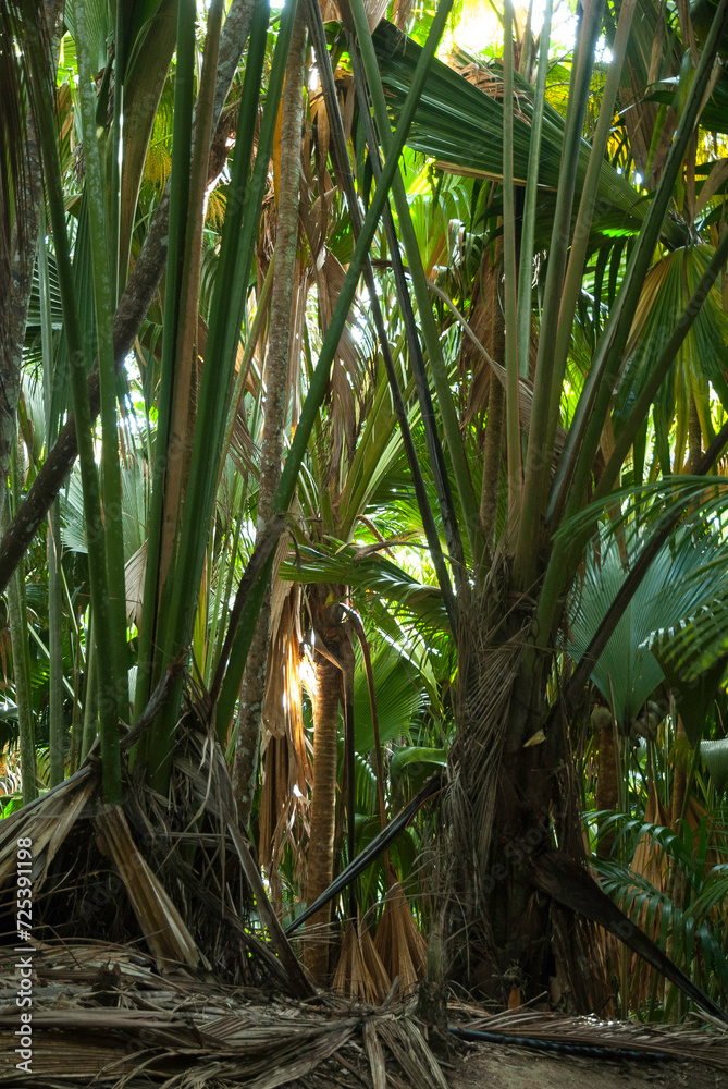 coco de mer, Lodoicea maldivica, vallée de Mai, ile de Praslin, .Parc ...