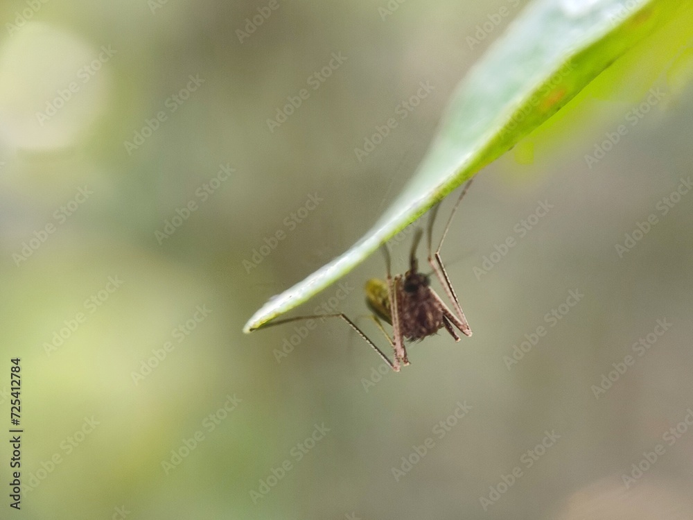 insect, macro, nature, animal, bug, green, wildlife, leaf, dragonfly ...