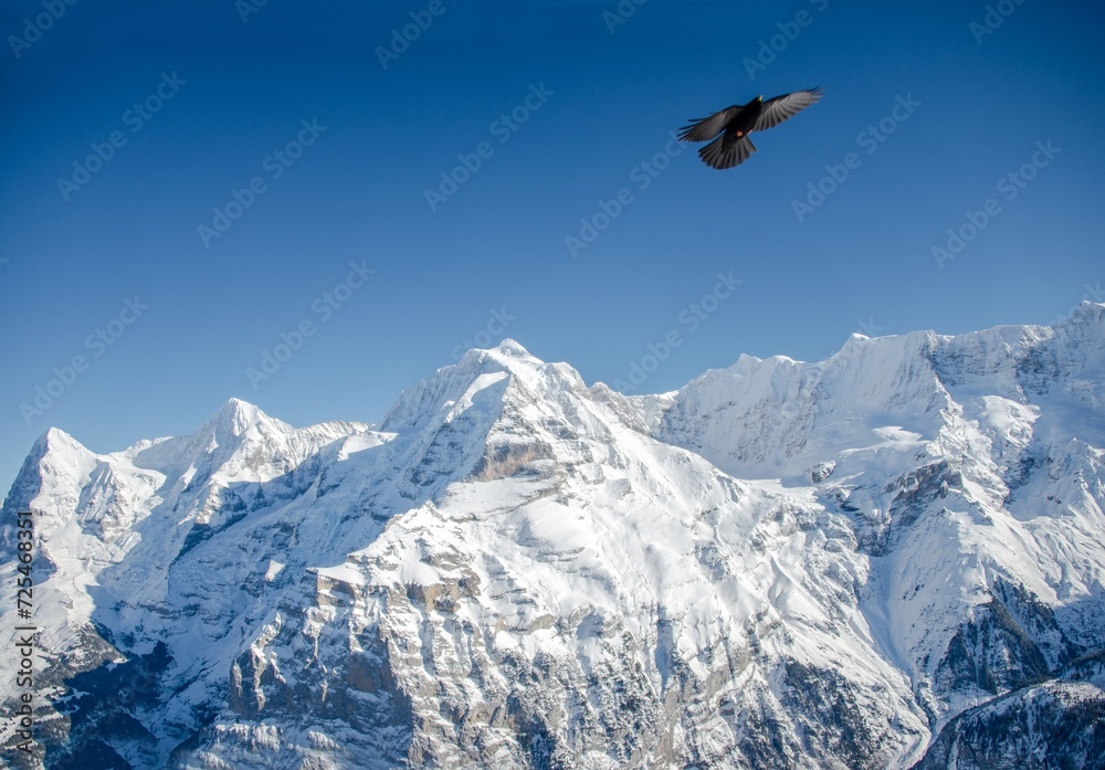 Bird in flight above snowy mountain peaks on Mt Schilthorn, Switzerland ...