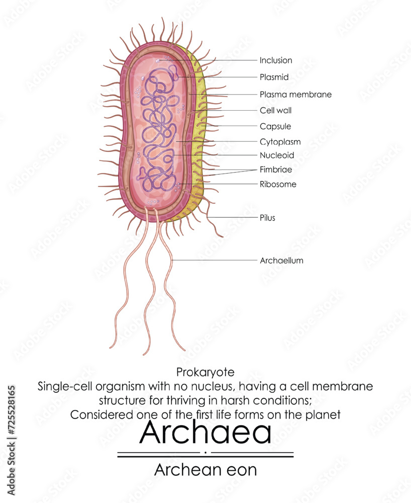 Archaea are considered one of the first life forms on the planet ...