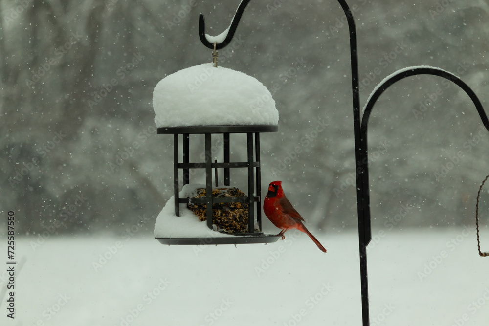 This beautiful red cardinal came out to the feeder when it was snowing ...