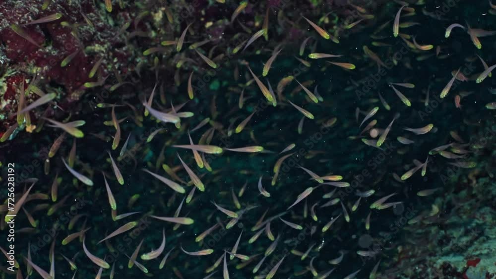 Vidéo Stock Big Shoal of Glassfish in front of the Coral Reef in the ...