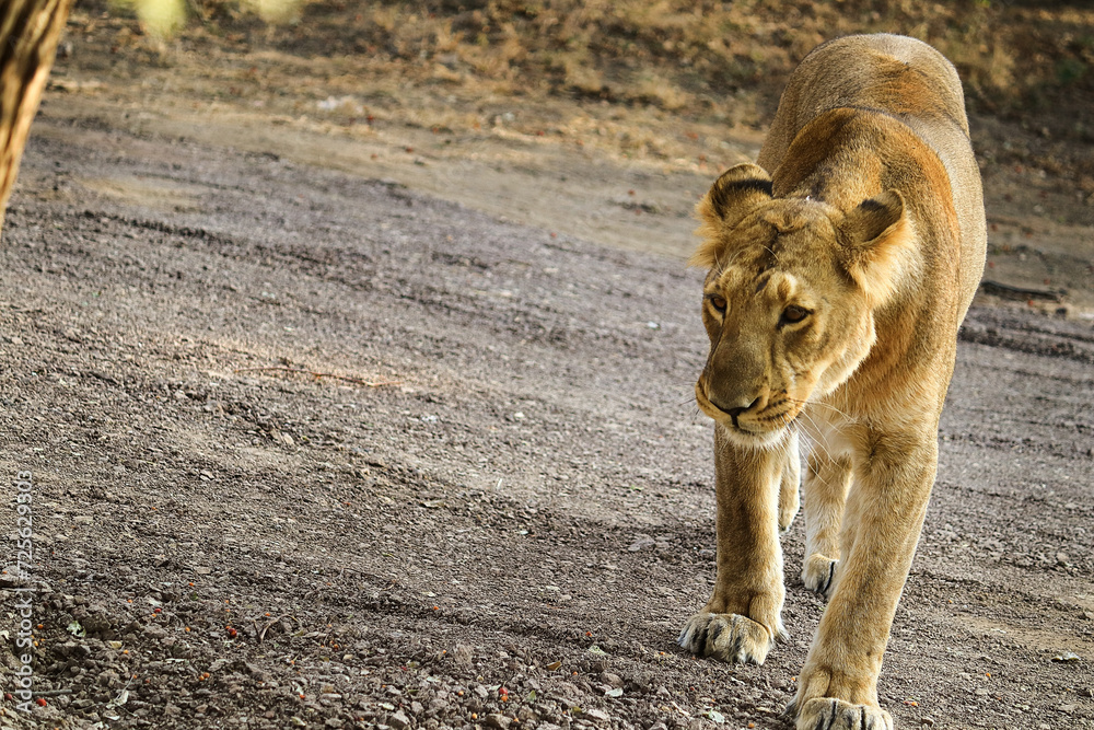 Queen of forest (Panthera leo) Lioness Asiatic lion in Gir Forest ...