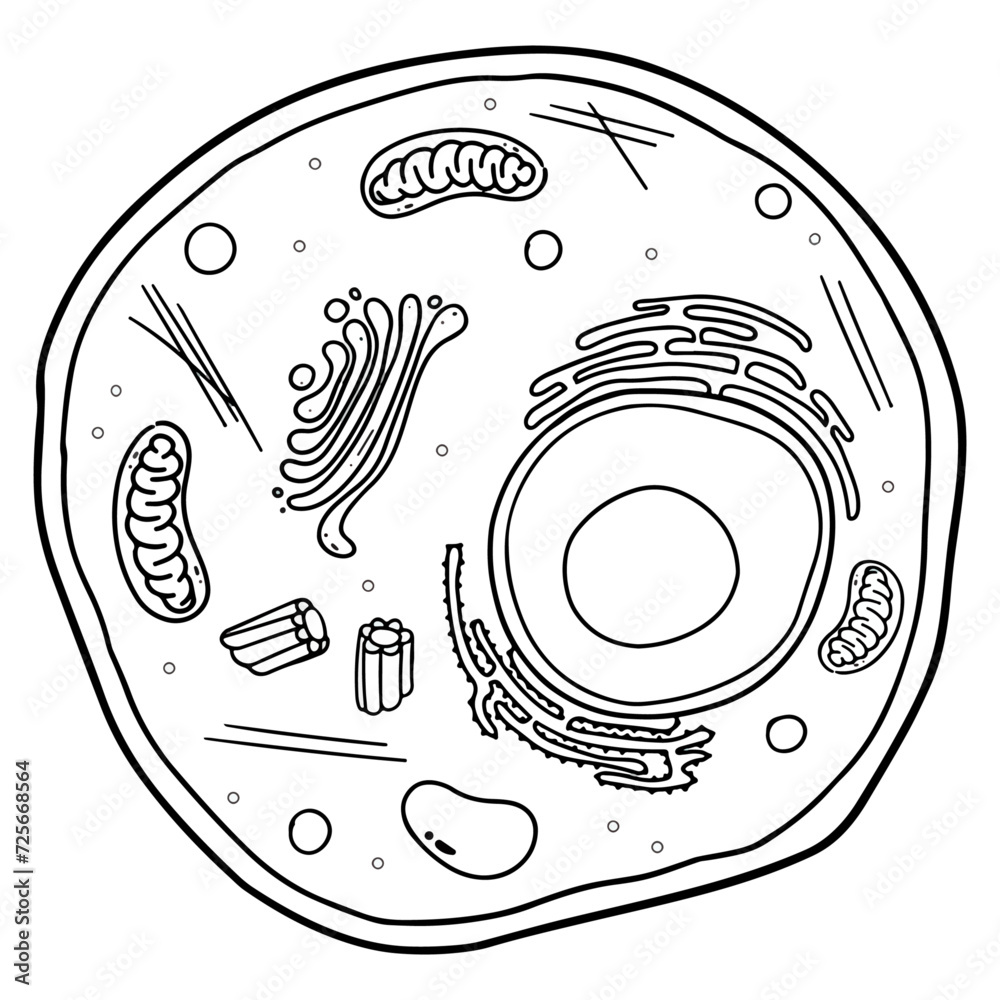 Animal cells are eukaryotic cells. Stock Vector | Adobe Stock Animal cells are eukaryotic cells. Stock Vector | Adobe Stock