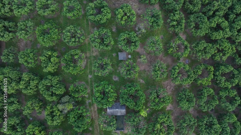 Aerial view of Longan trees growth in agriculture field in rural ...