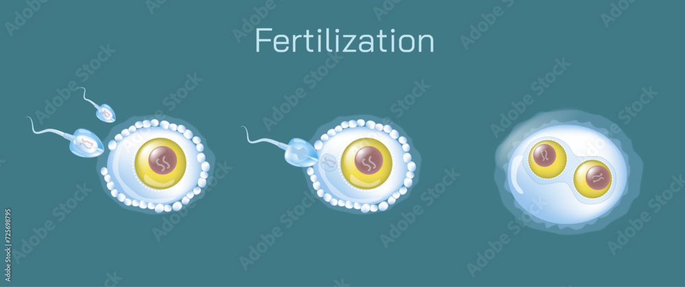 Ovulation, conception and implantation vector illustration. Anatomical ...