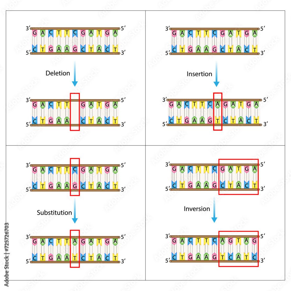 Vetor de Point mutation, error during DNA replication. Deletion ... Vetor de Point mutation, error during DNA replication. Deletion ...