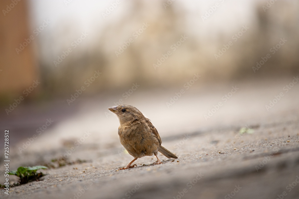 passer. Passer is a genus in the family Passeridae, also known as ...