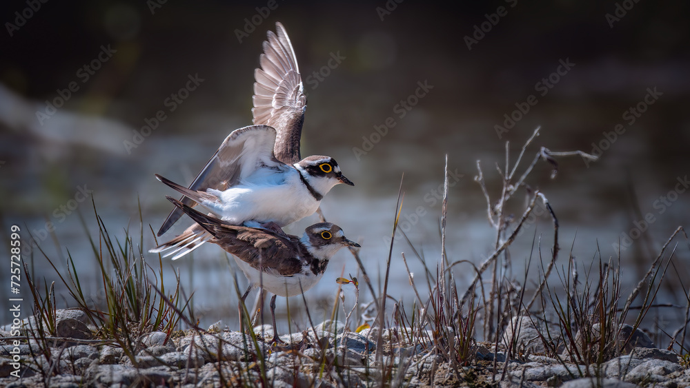 A pair of Little Ringed Plovers (Charadrius dubius) in a mating display ...