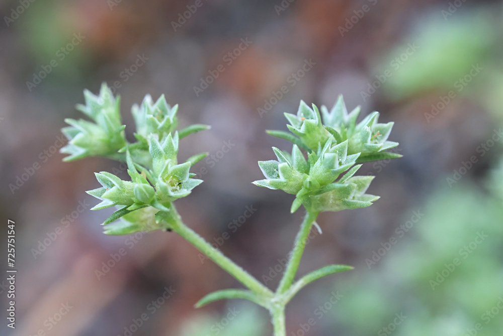 Annual knawel, Scleranthus annuus, also known as German knotweed, wild ...