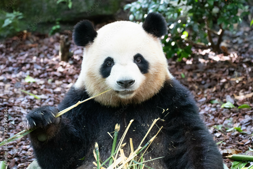 Female Panda , Mei Lan aka Rou Rou, Panda Valley, Dujiangyan, China ...