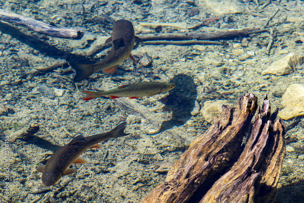 Crystal Clear Water Of Lake. Underwater Lake Bottom. Underwater Trees ...