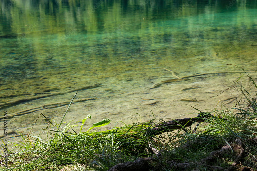 Crystal Clear Water Of Lake. Underwater Lake Bottom. Underwater Trees ...