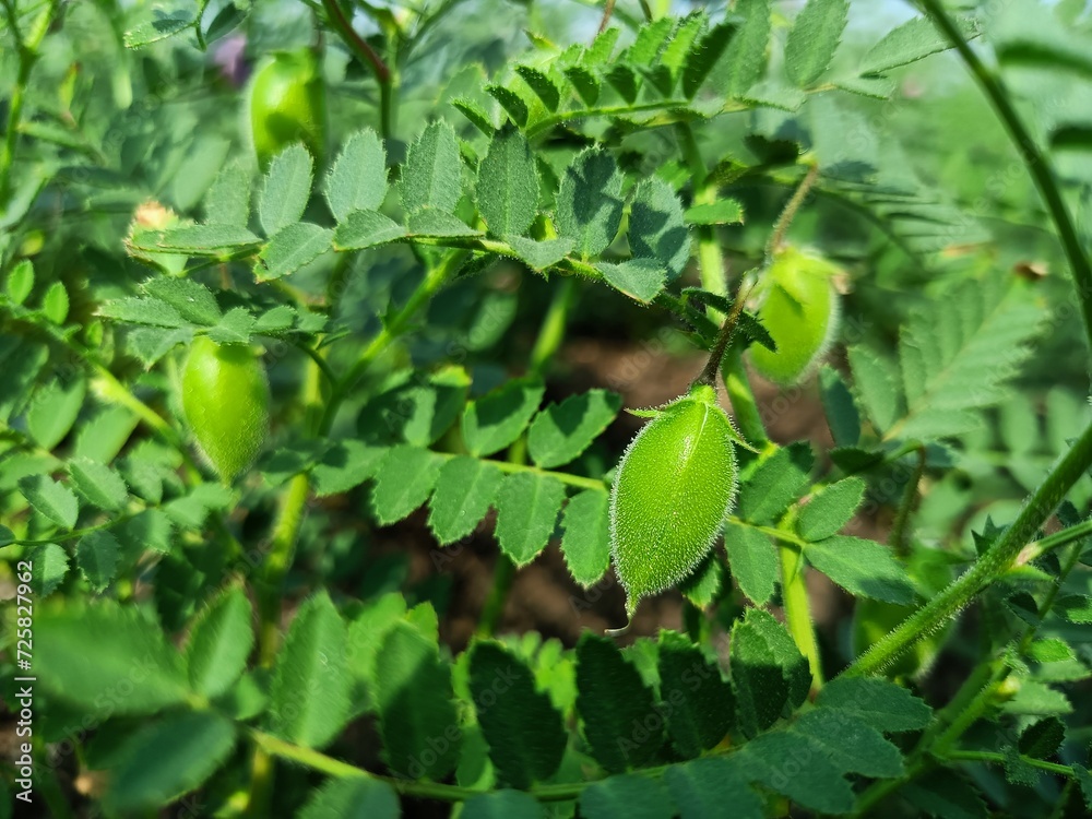 Chickpea farm green plant are growing on the field chickpeas pod on ...