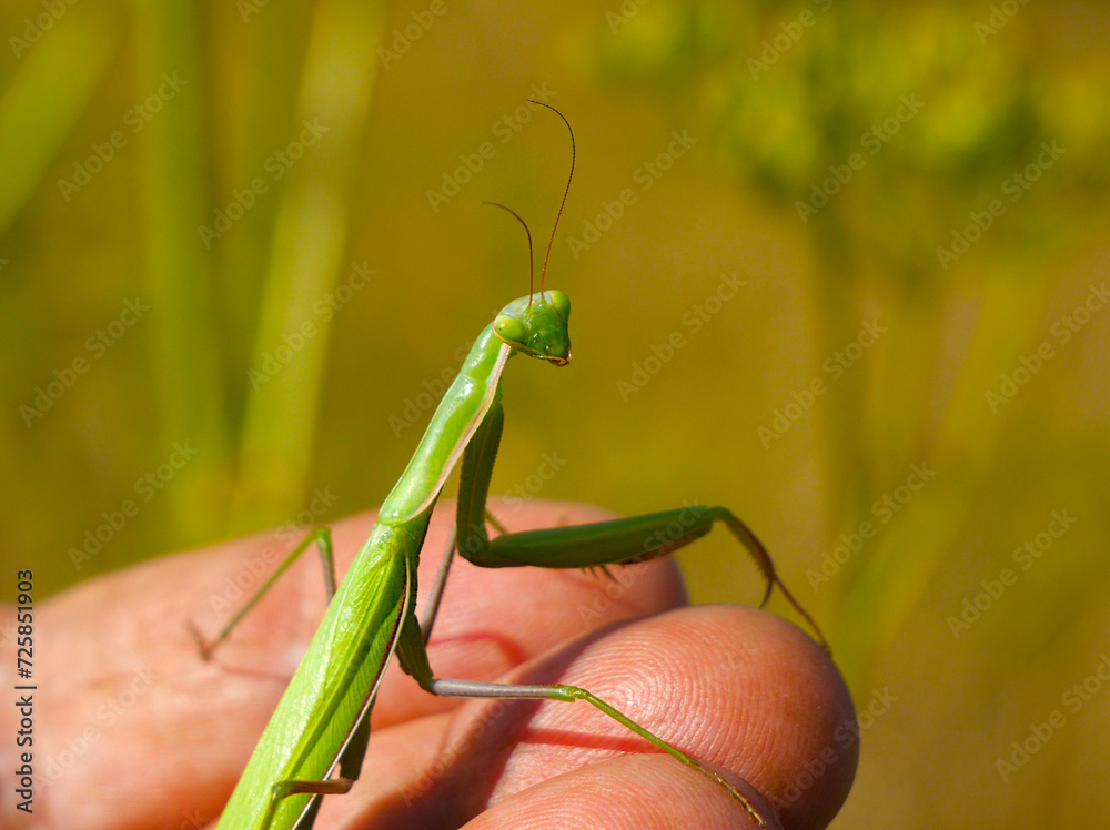 Common praying mantis on a human hand. Large predatory insect. The ...