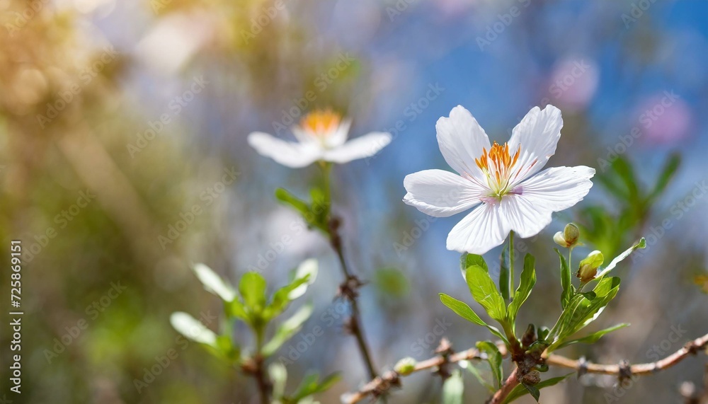 Mai Anh Dao is Vietnamese name of a one-of-a-kind flower in Da Lat ...