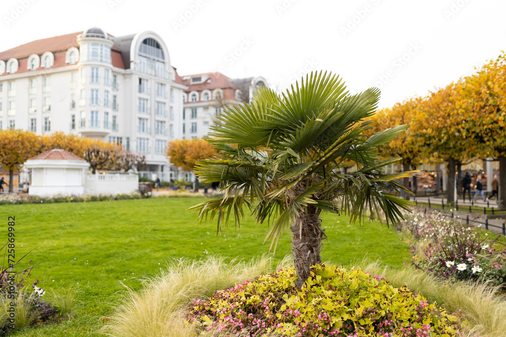 Flowerbed with Chinese windmill palm or Chusan palm on urban background ...
