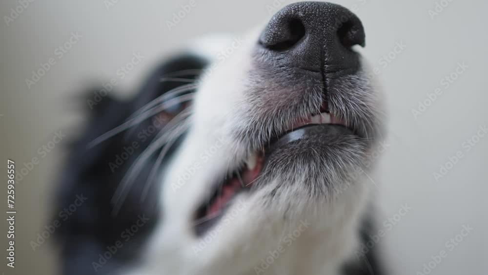 Dangerous angry dog. Aggressive puppy dog border collie baring teeth ...