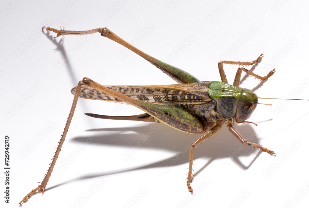 Wart-biter (Decticus verrucivorus) is a bush-cricket in the family ...