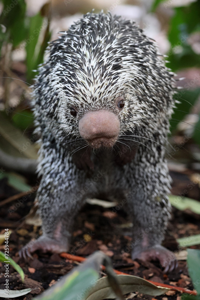 Brazilian porcupine searching for food on ground, Coendou prehensilis ...