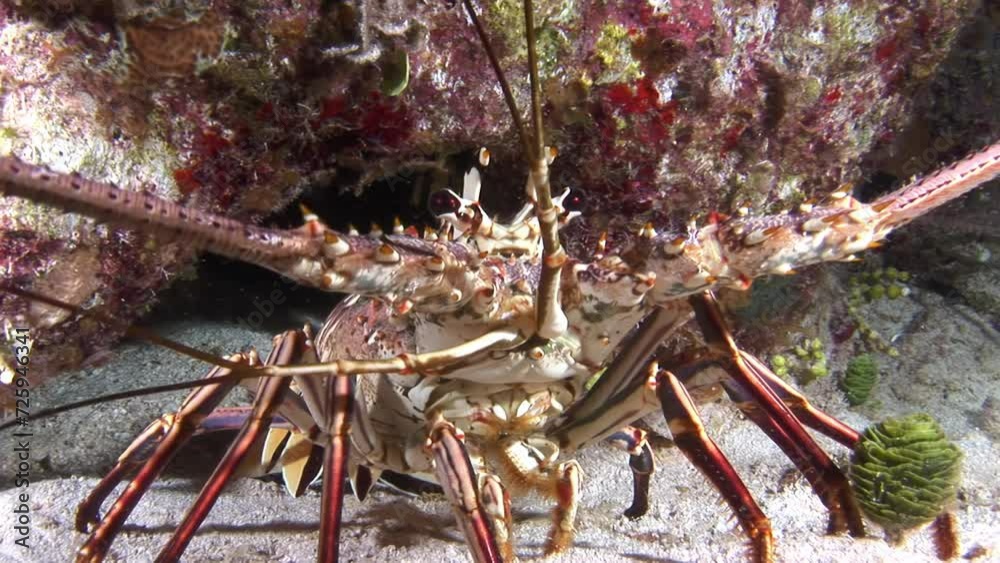 Close-up spiny lobster with long antennae on underwater seabed. Despite ...