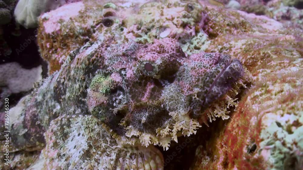 Vidéo Stock Poisonous warthog fish on coral close-up in clear water ...