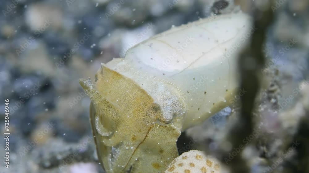White Cuttlefish is truly stunning species Cuttlefish on underwater ...