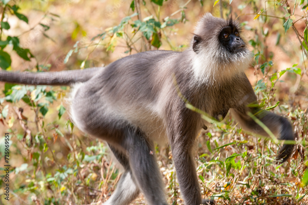 The Western Purple Faced Langur Semnopithecus Vetulus Nestor At Udawalawe National Park