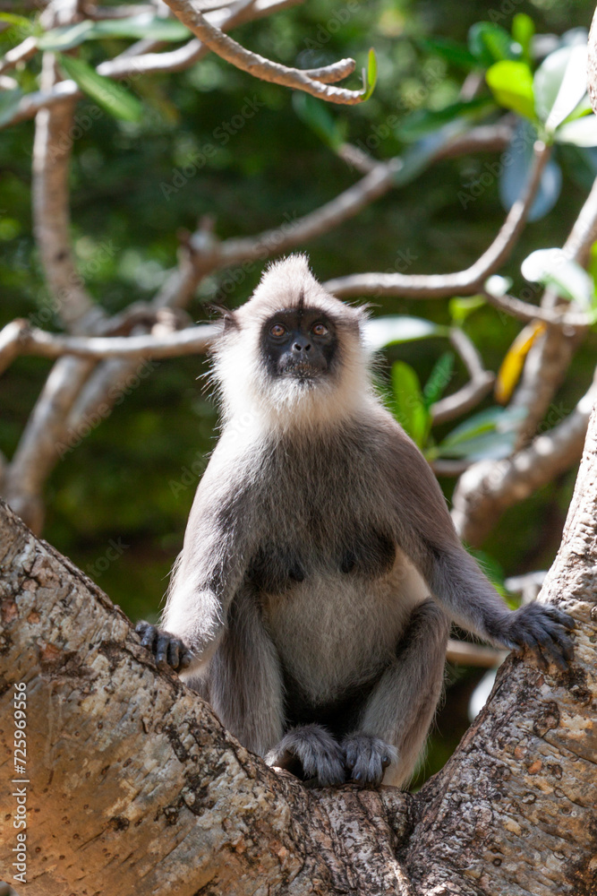 Foto de The western purple-faced langur (Semnopithecus vetulus nestor ...