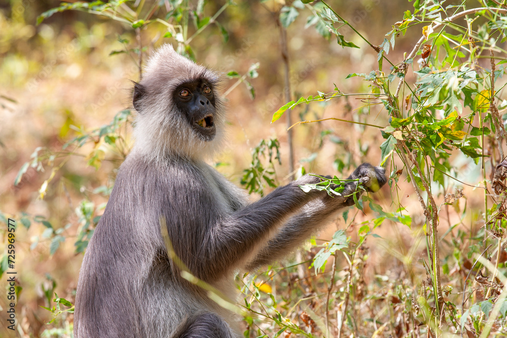 The western purple-faced langur (Semnopithecus vetulus nestor) at ...