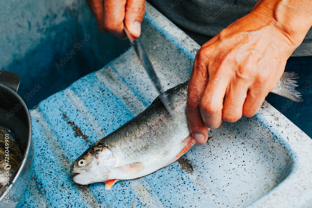 Photograph of hands removing the scales from a trout for food ...