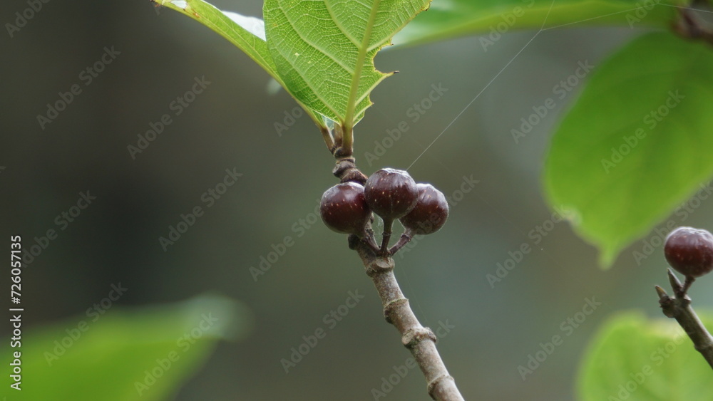 The fruit of ficus sp. Ficus is a genus of about 850 species of woody ...