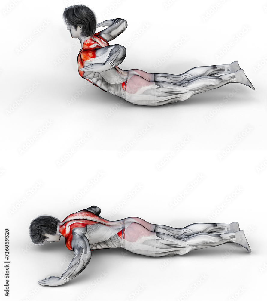 918 Superman Chest Stretch. 3D Anatomy of fitness and bodybuilding. An ...