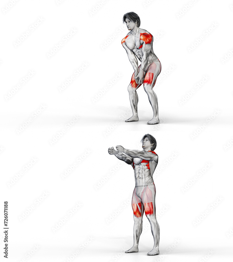 880 Swing. 3D Anatomy of fitness and bodybuilding. An outstanding ...