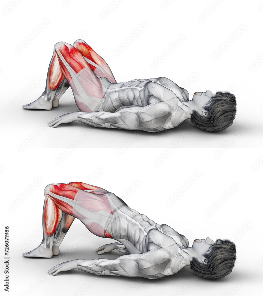 863 Pulsing Glute Bridge. 3D Anatomy of fitness and bodybuilding. An ...