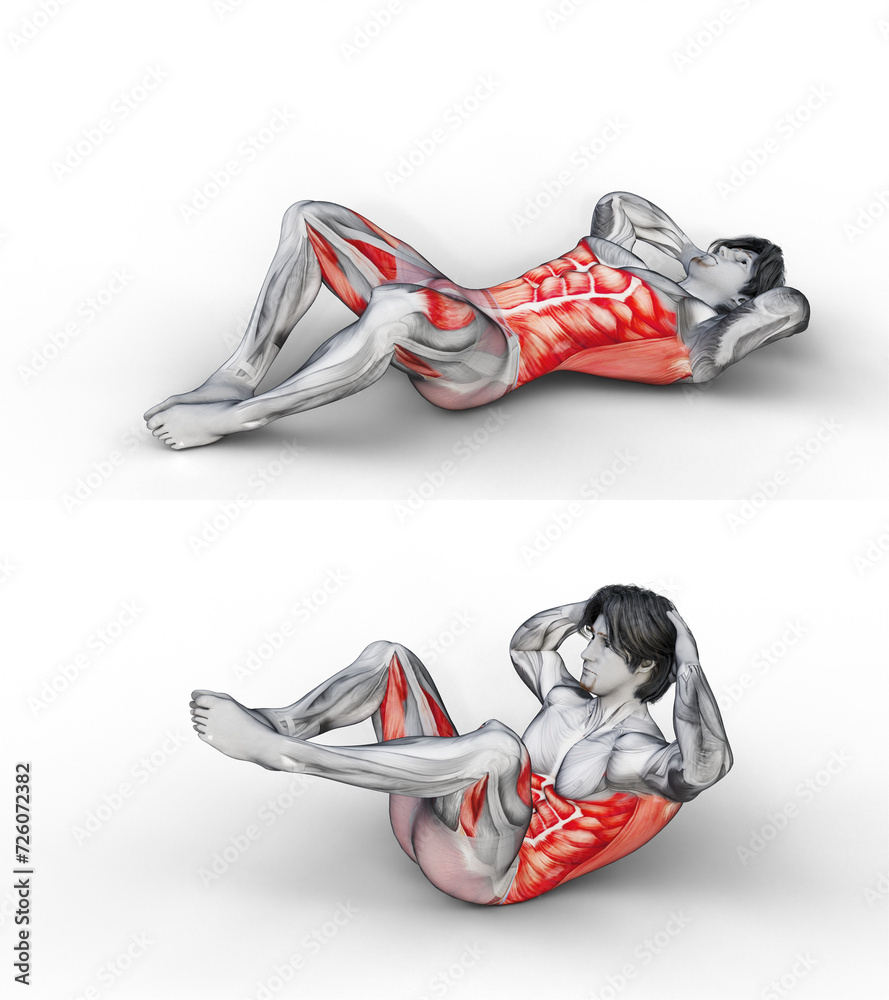 846 Frog Crunch. 3D Anatomy of fitness and bodybuilding. An outstanding ...