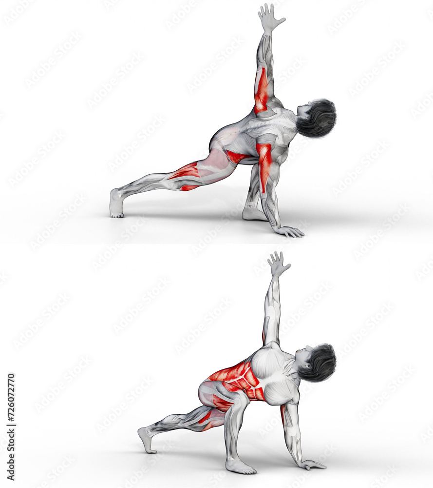 836 Lunge Twist Hips. 3D Anatomy of fitness and bodybuilding. An ...