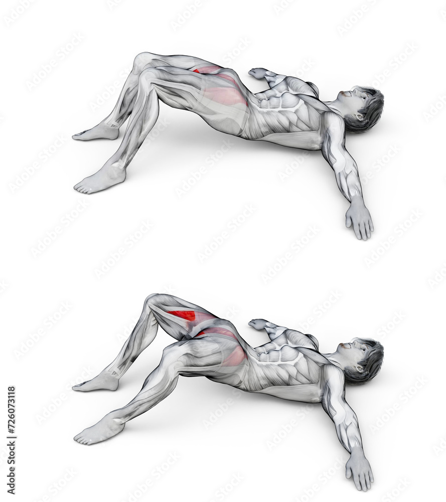 823 Bridge Hep-Abduction. 3D Anatomy of fitness and bodybuilding. An ...