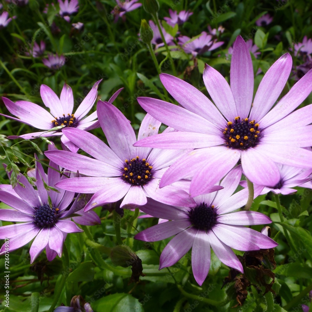 Pericallis lanata (daisy) is a species of flowering plant in the family ...