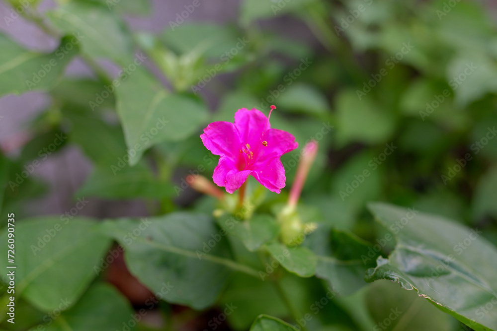 The purple flowers of the mirabilis jalapa or four o'clock flowers ...