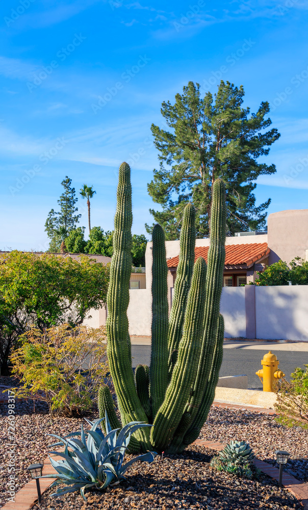 Arizona warm and sunny winter morning at xeriscaped residential street ...