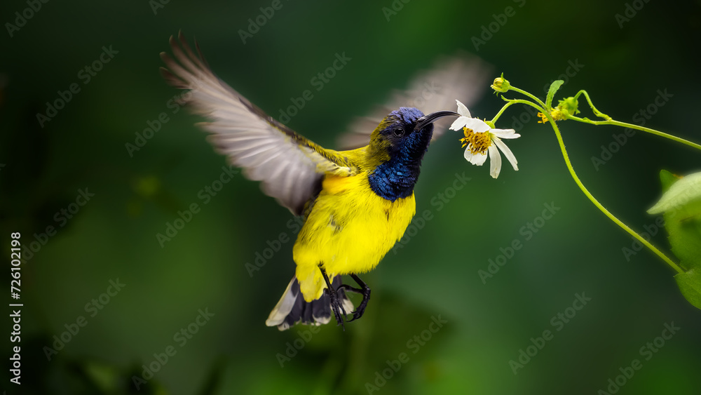 Flying Cinnyris jugularis or Sriganti sunbird is Indonesian endemic, a ...